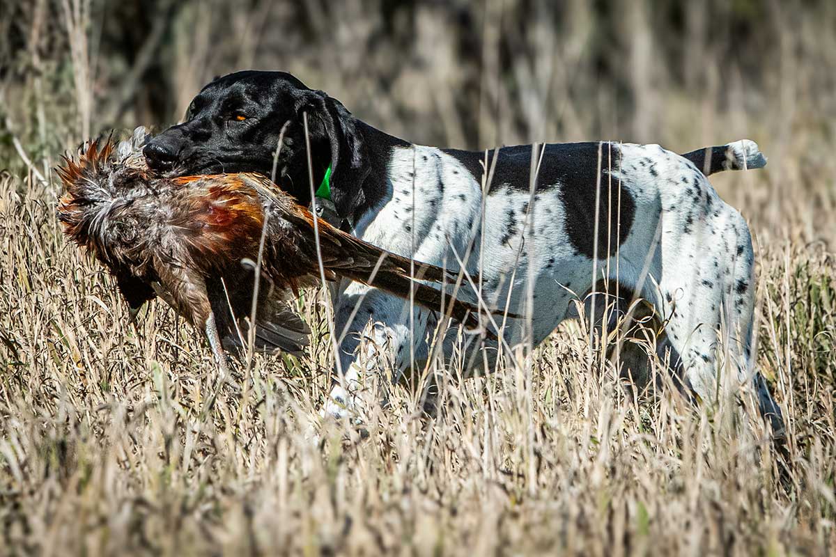 Upland Bird Hunting Lodge - South Dakota Pheasant Hunting